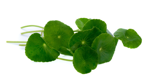 Gotu Kola - Wirkung, Erfahrungen und Anwendung