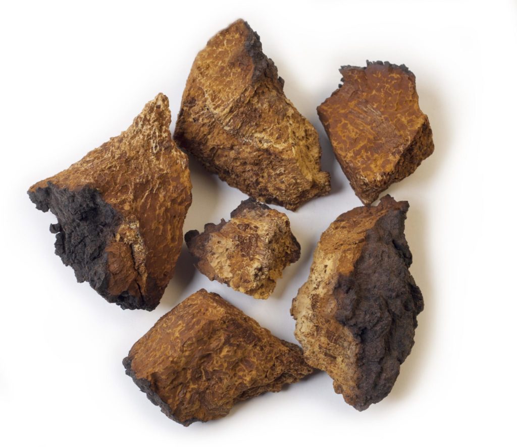 Chaga Pilz Wirkung, Anwednung und Zubereitung
